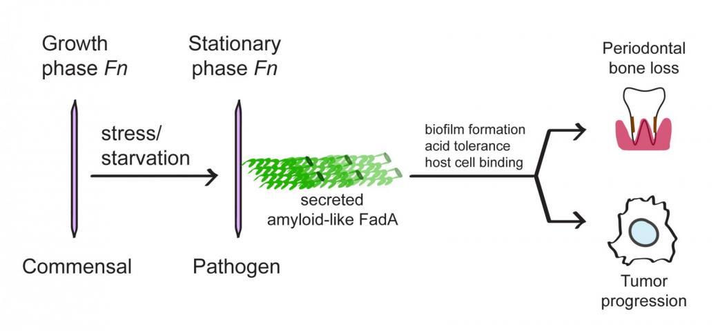 A Clumping Protein Lets Common Oral Bacteria Shift From Harmless to ...
